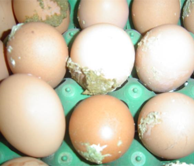 Zoetis
